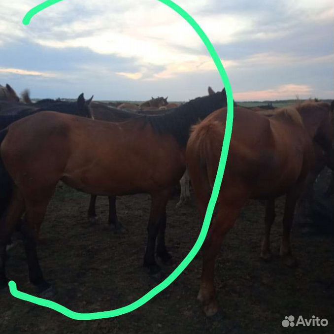 Продам лошадей