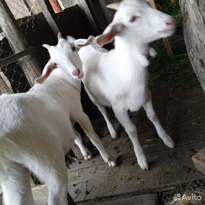 Полунубийские козлята
