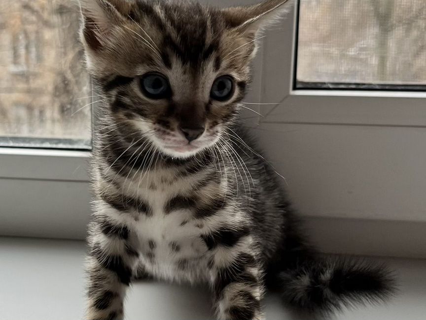 Бенгальская