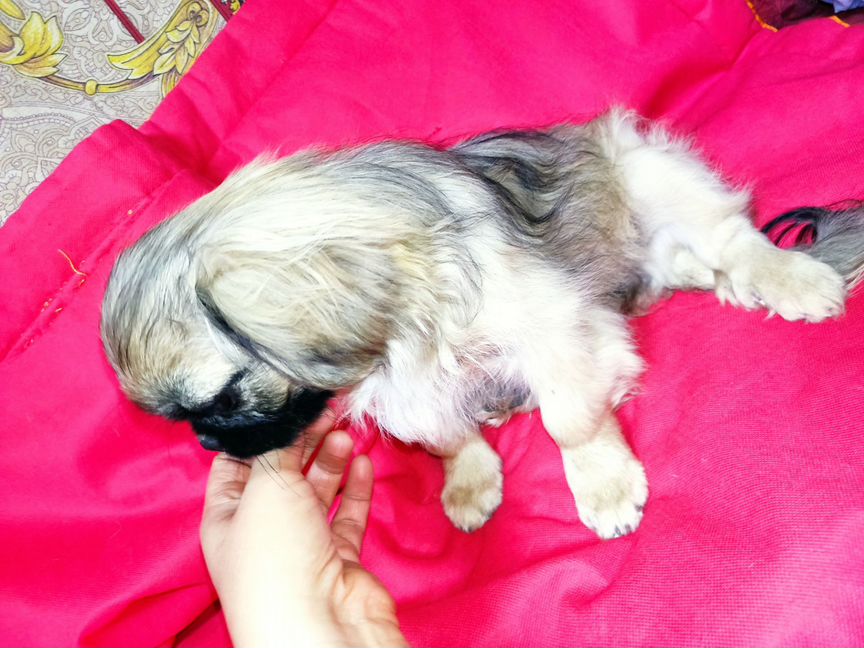 Щенки пекинеса