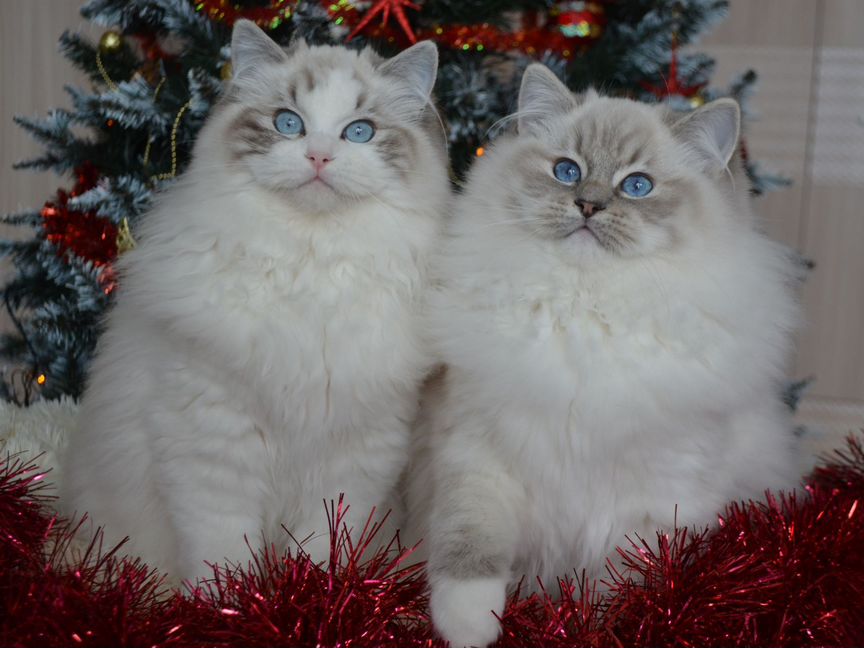 Котята рэгдолл в разведение