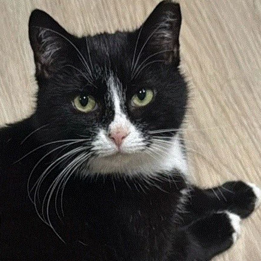 Европейская короткошёрстная, взрослая кошка