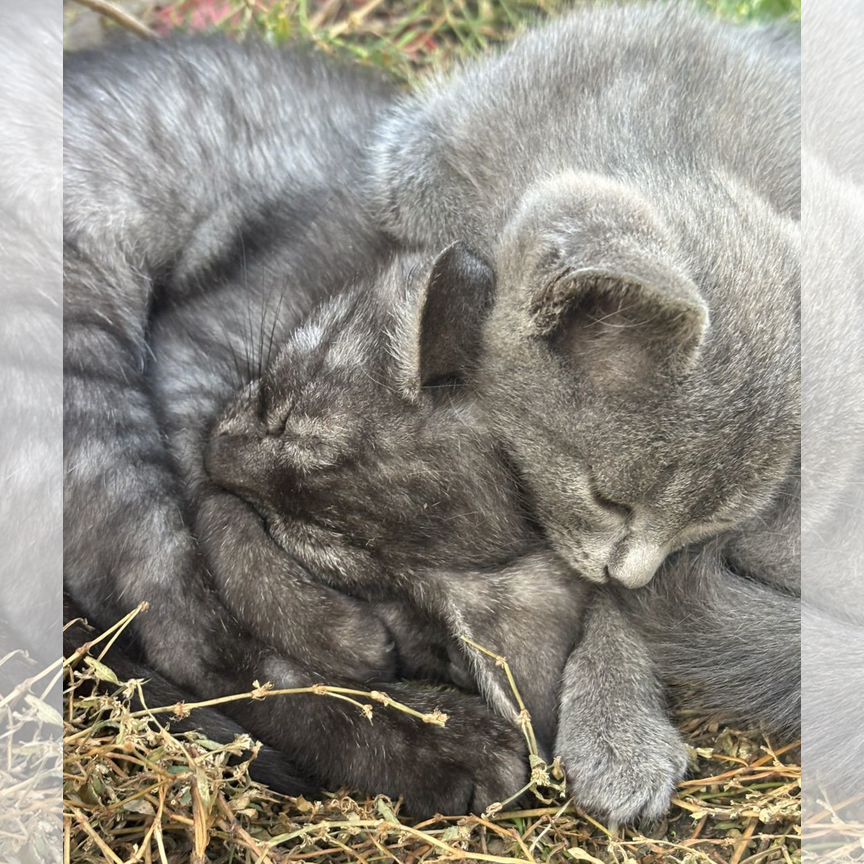 Отдам в добрые руки Котятам 2 месяца