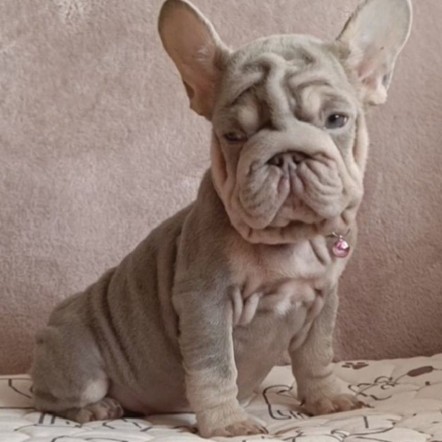 Французский бульдог, щенок