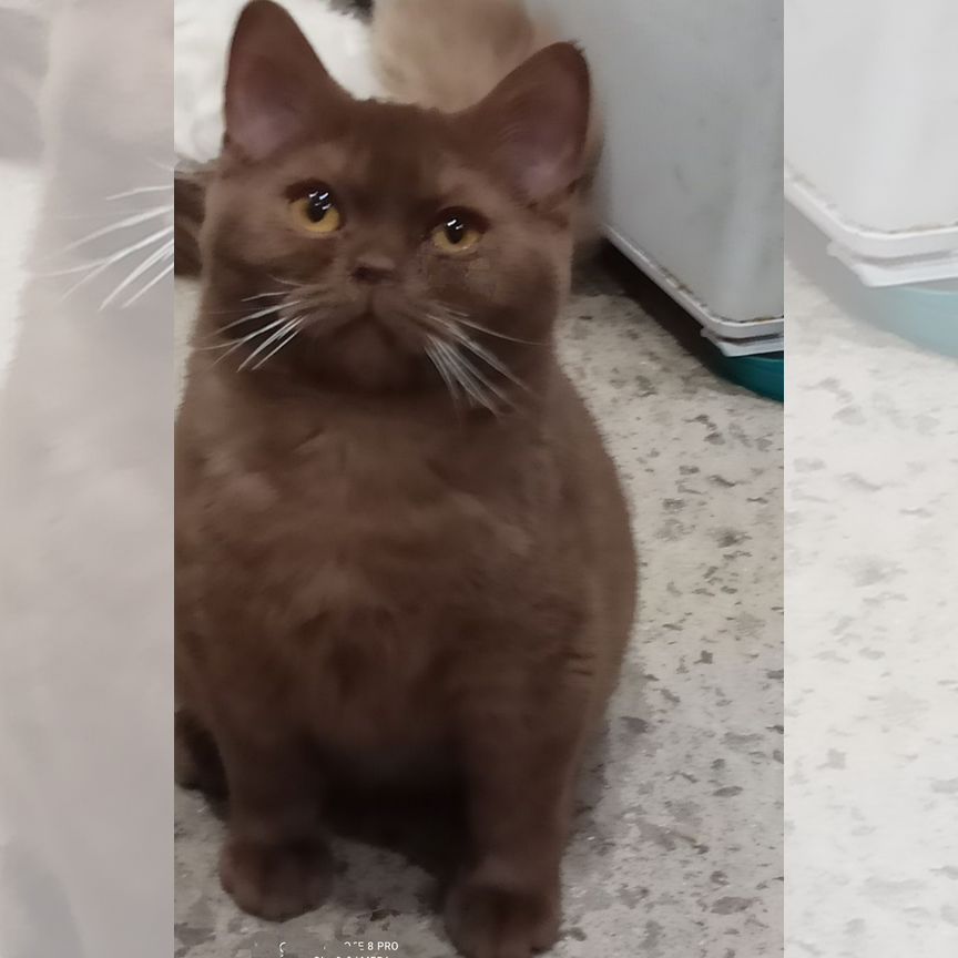 Британский короткошёрстный котёнок