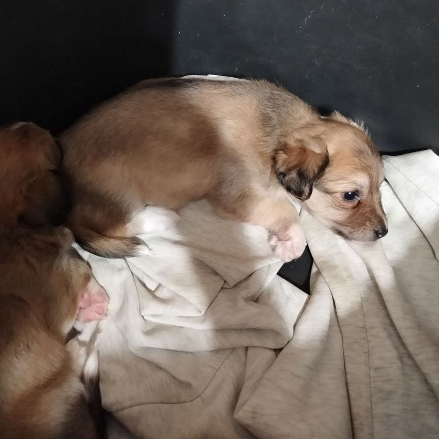 Щенок в добрые руки