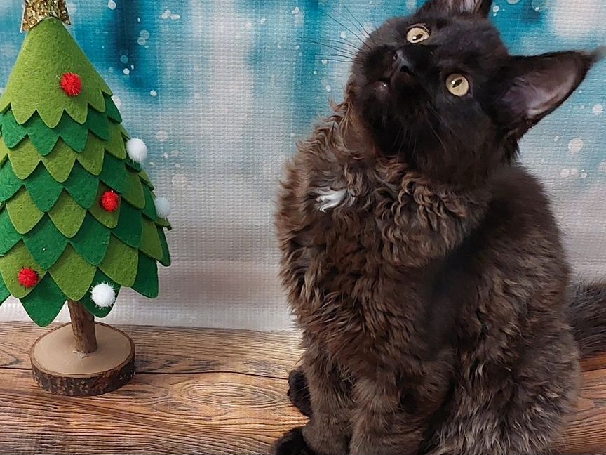 Котята мейн-кун полидакт