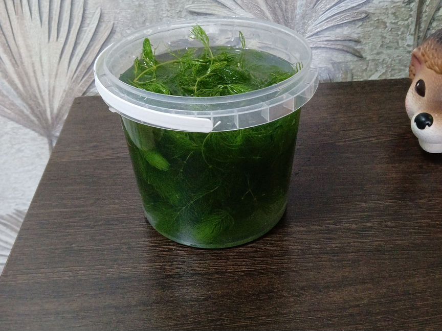 Роголистник в аквариум