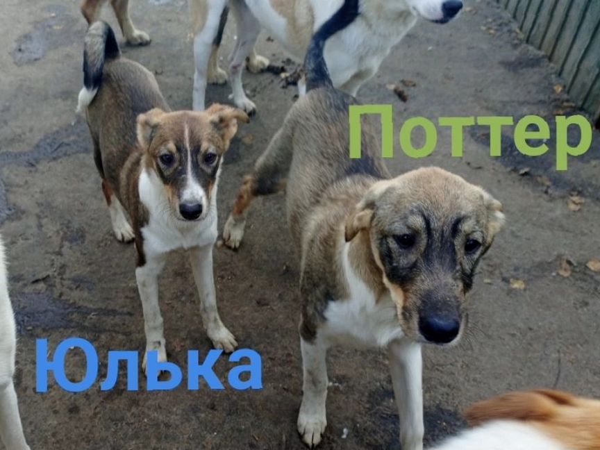 Юлька Гарри Потер В любящие ручки