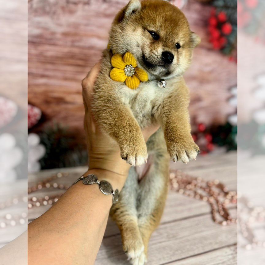 Сиба-ину, щенок