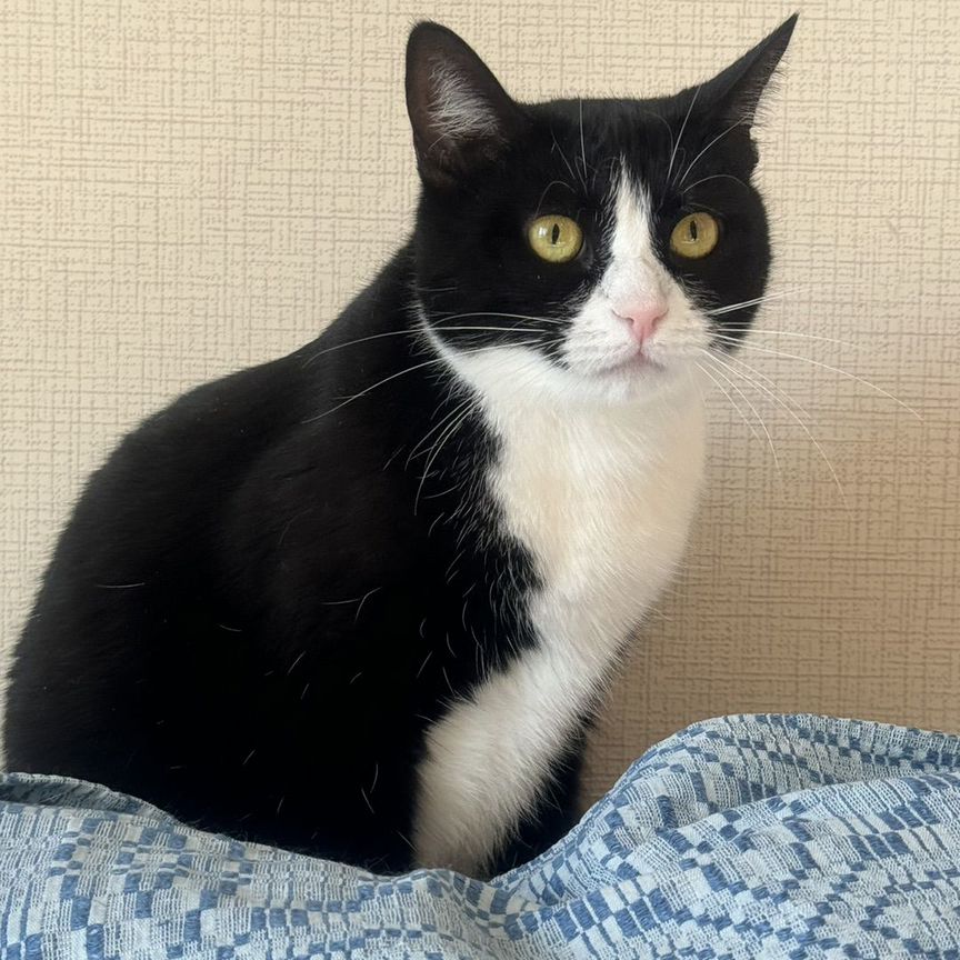 Бася ищет дом