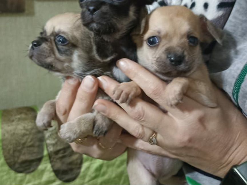 Щенки чихуахуа