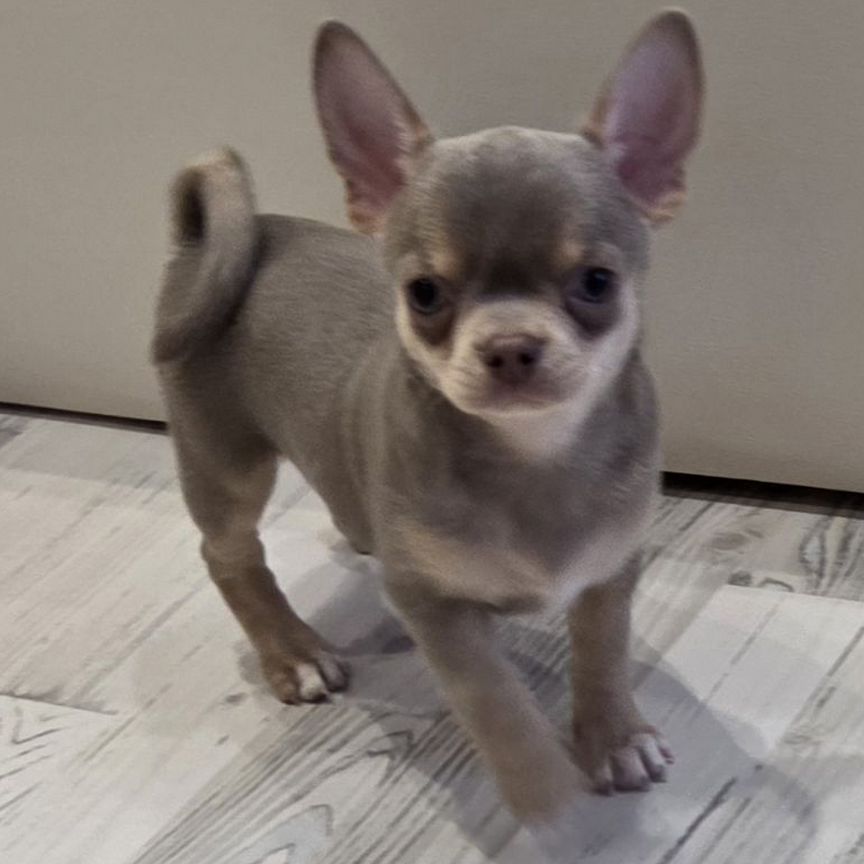 Чихуахуа, щенок