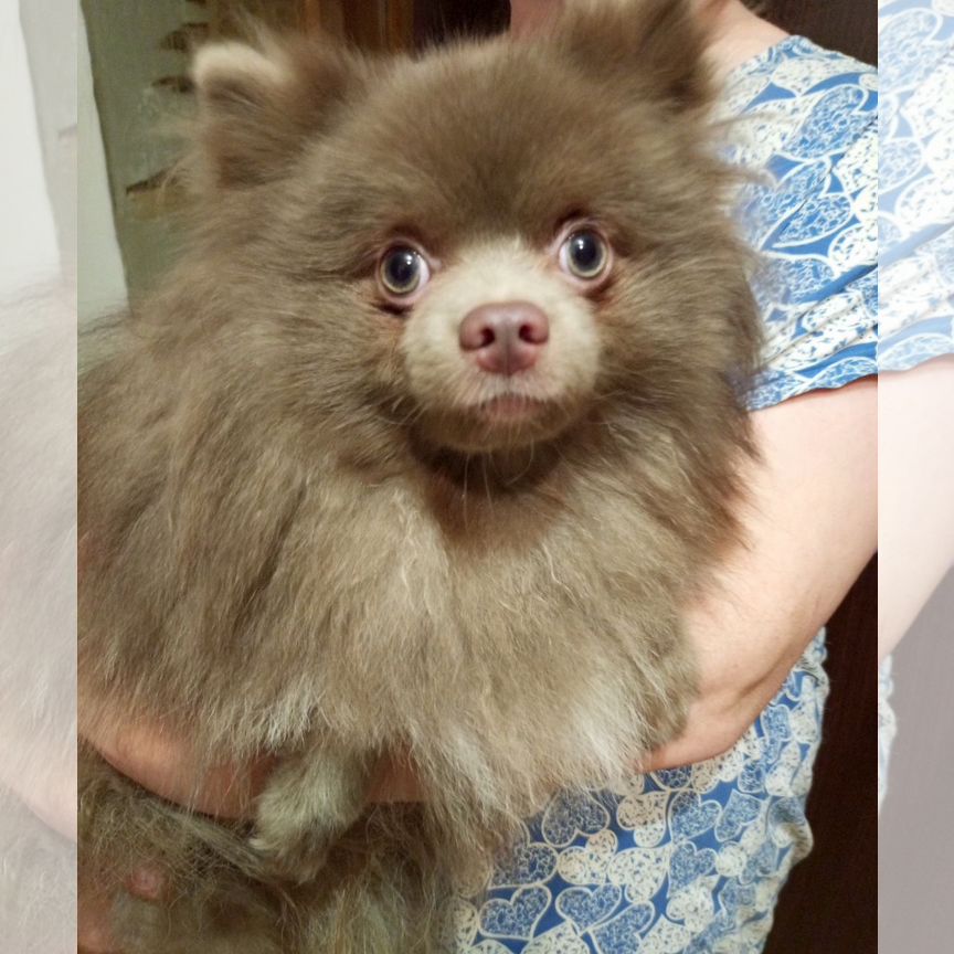 Померанский шпиц, щенок