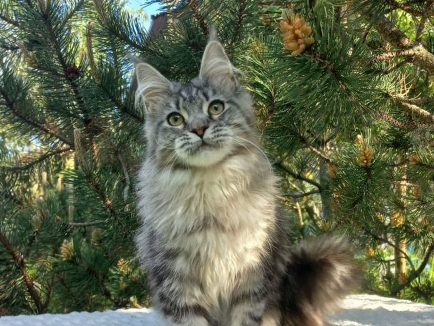Кошечка, окрас серебро