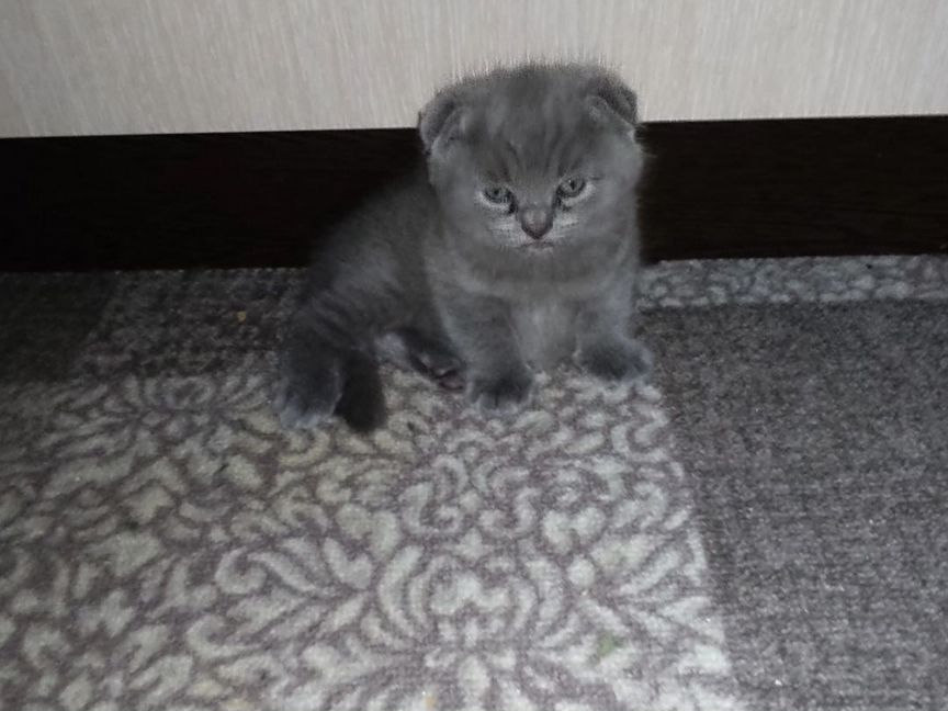 Шотландская