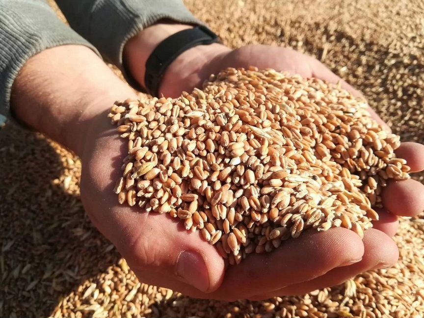 Семечко, Фуражный горох на корм/посев