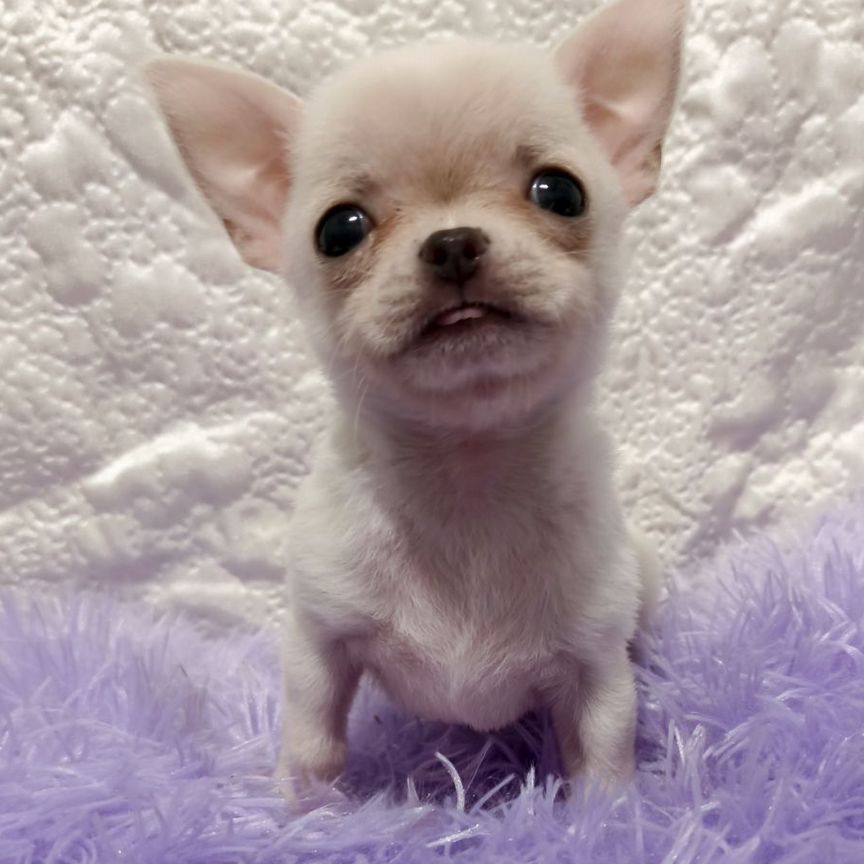 Чихуахуа, щенок