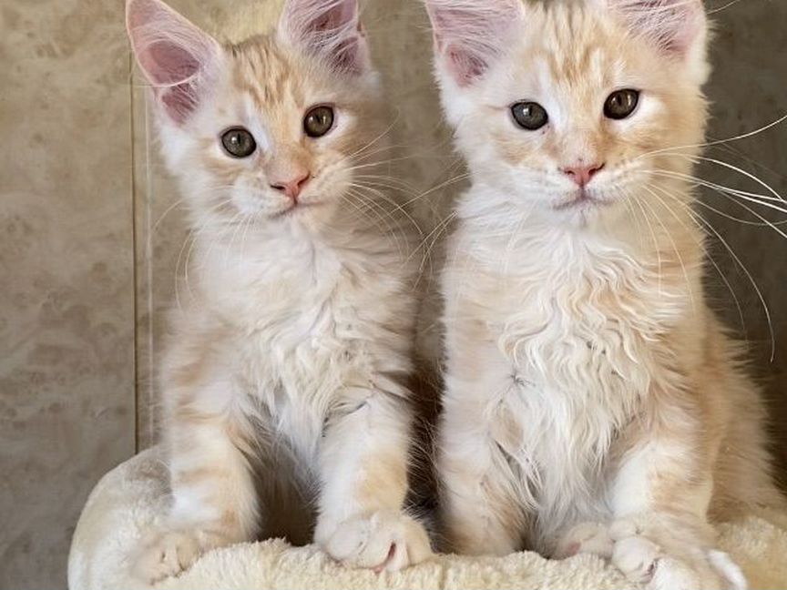 Полидакты Котята мейн кун
