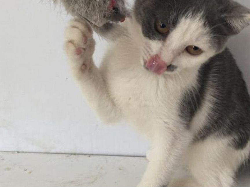 Котенок в добрые руки бесплатно