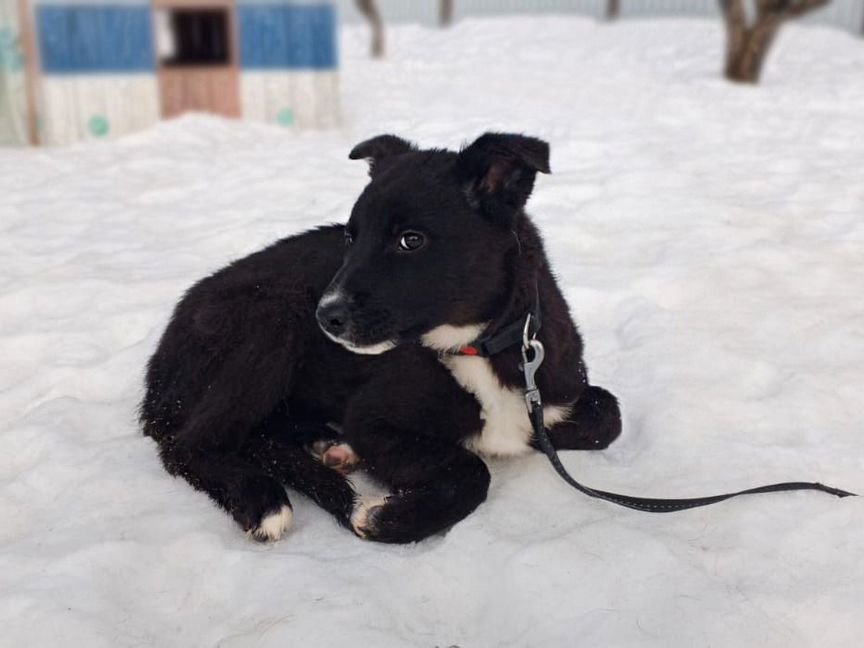 Щенок девочка в добрые руки бесплатно
