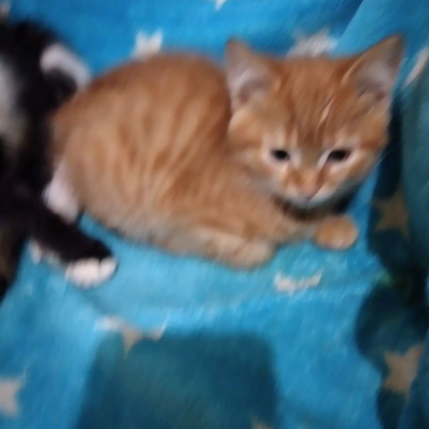 Домашние животные котята