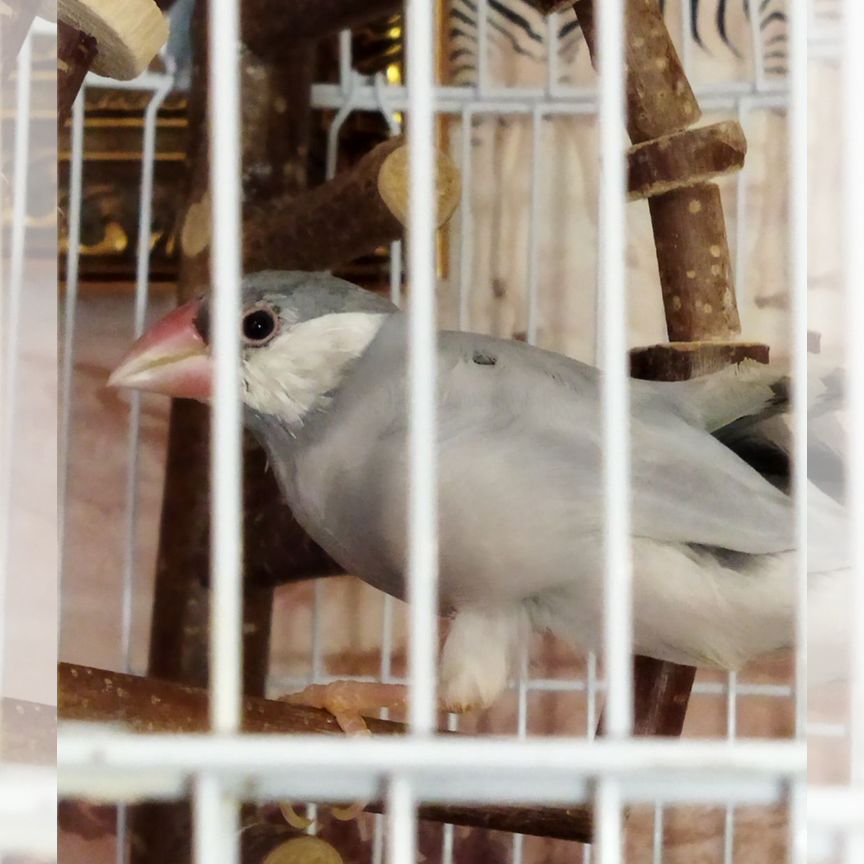 Рисовая амадина самец