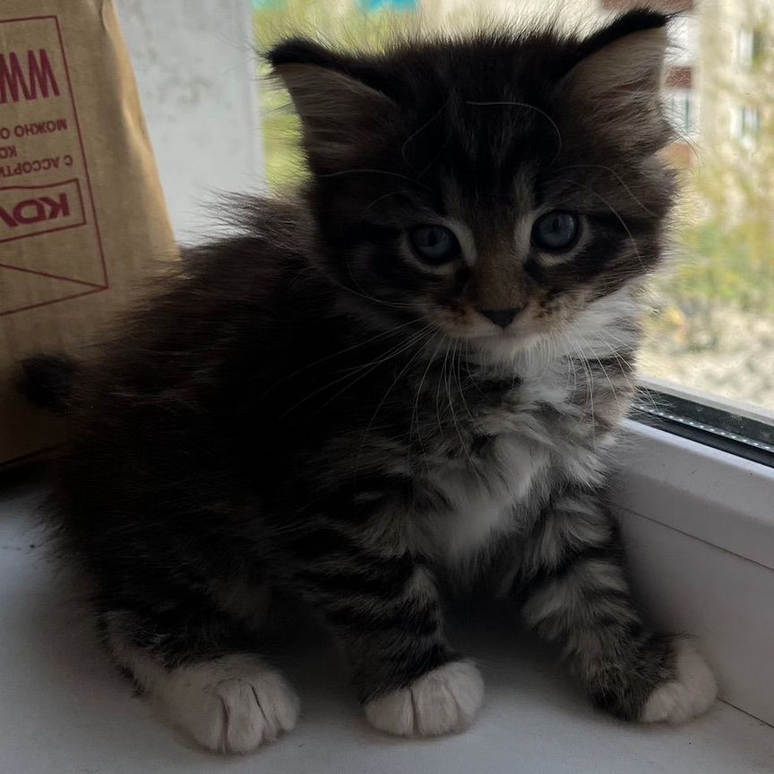 Котёнок в добрые руки