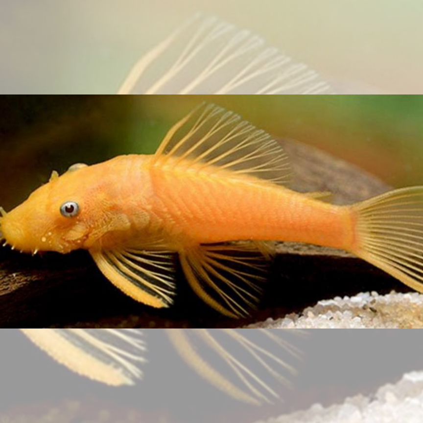 Золотые сомики Анциструс малыши