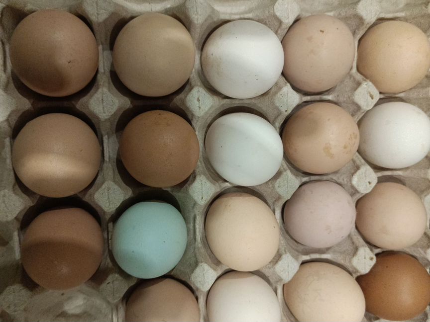 Инкубационное яйцо кур несушек