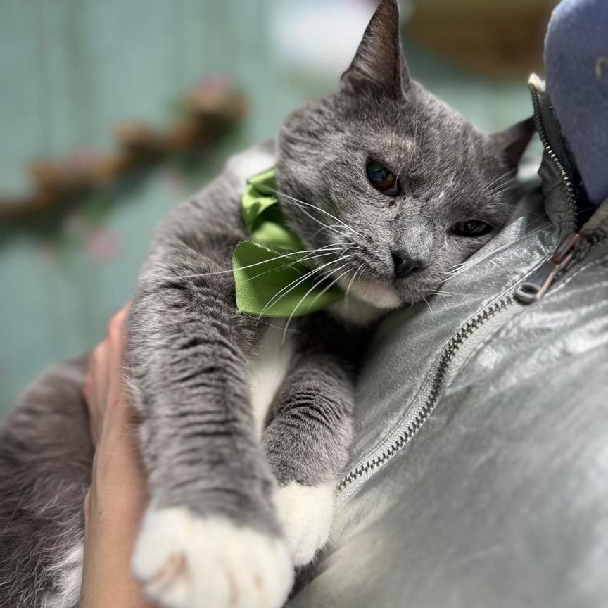 Кот в добрые руки