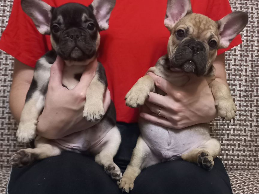 Французский бульдог