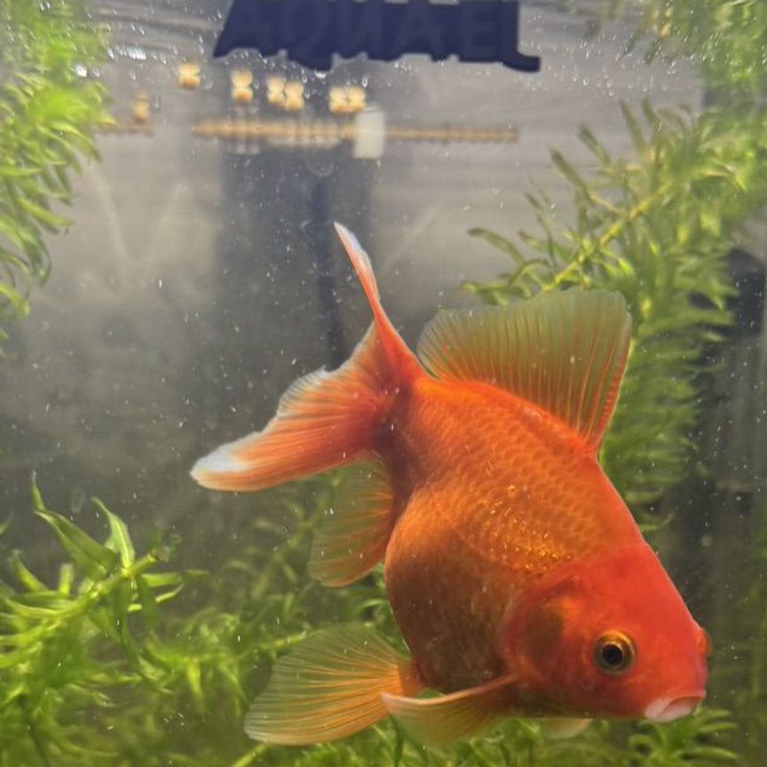 Аквариумная золотая рыбка