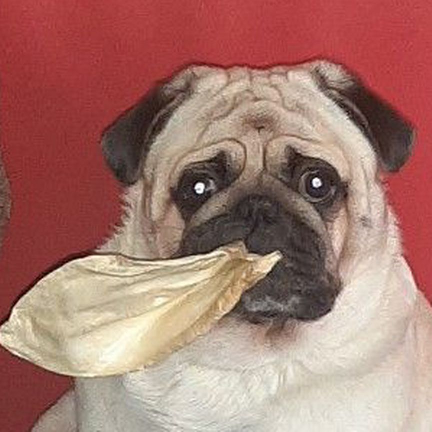 Мопс ищет невесту