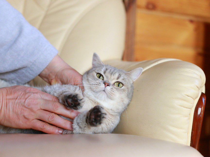 Голубая золотая шиншилла