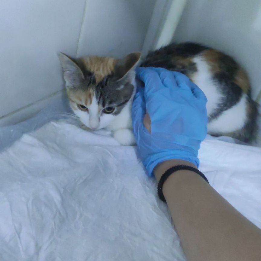 Котенок девочка трехцветка