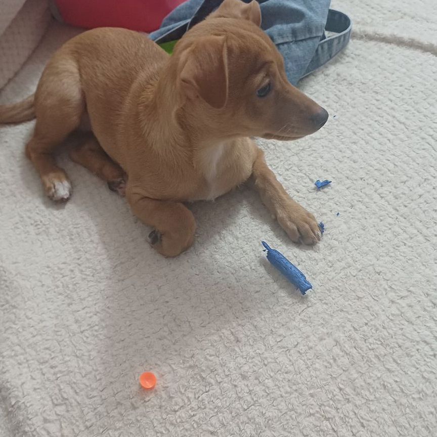 Той-терьер, отдам в самые добрые руки