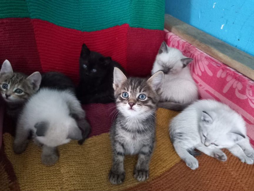 Котята