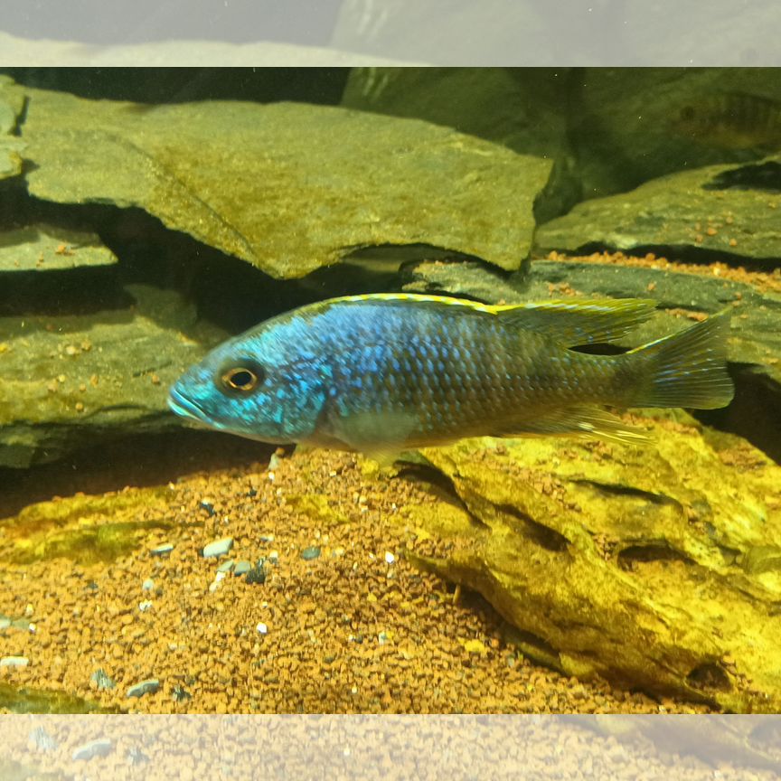 Малавийские цихлиды