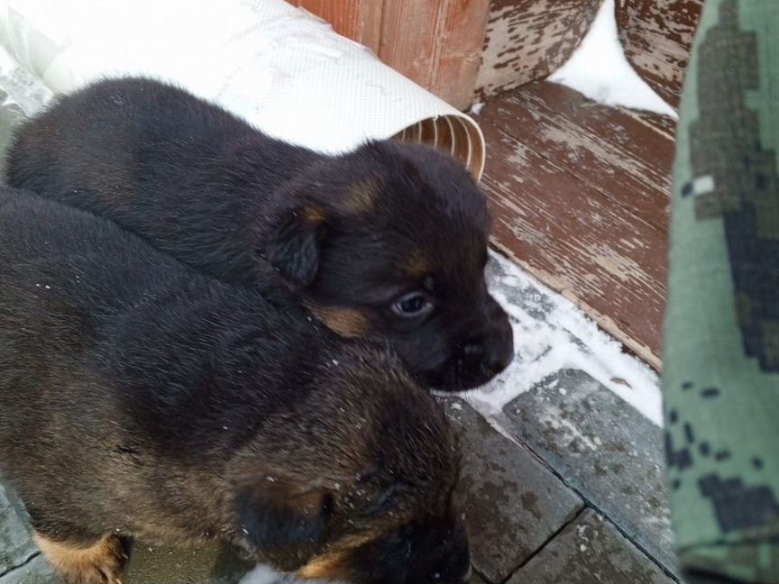 Щенки немецкой овчарки