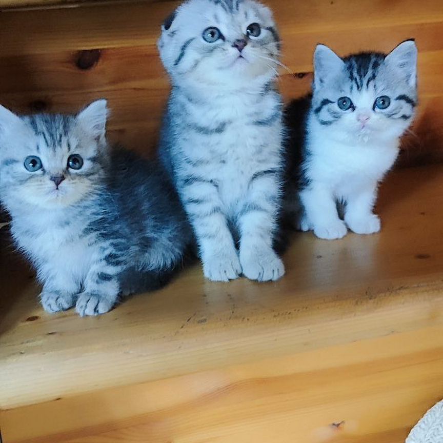 Шотландская вислоухая