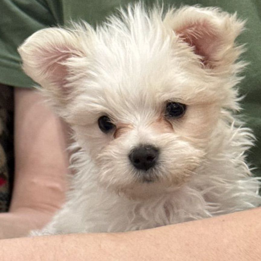 Мальтипу, щенок