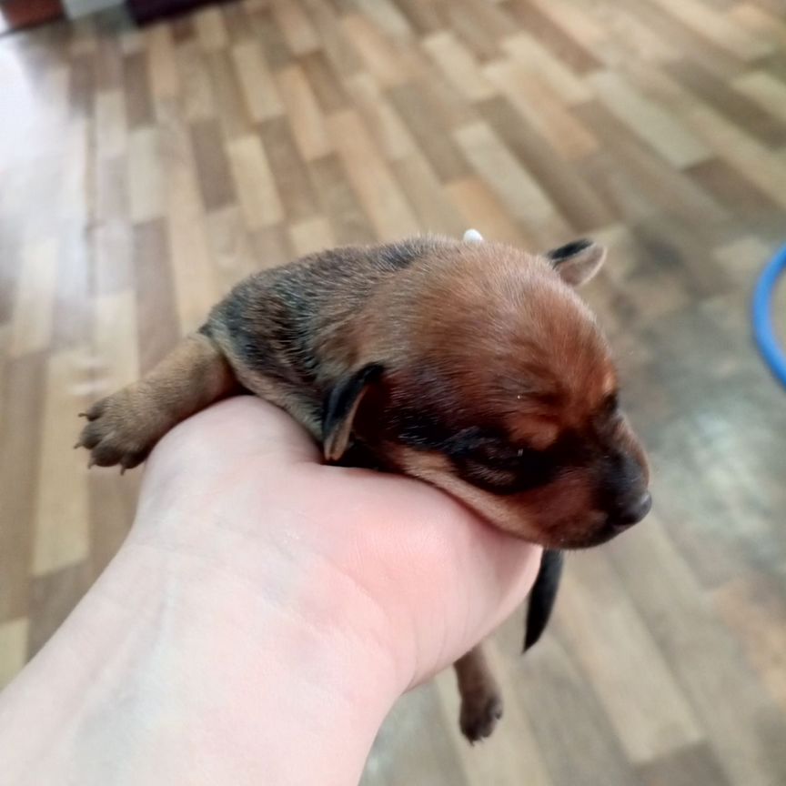 Щенки той-терьера