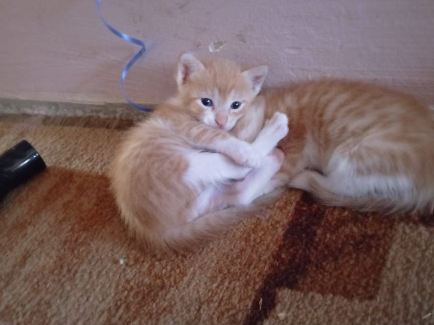 Котята в добрые руки бесплатно