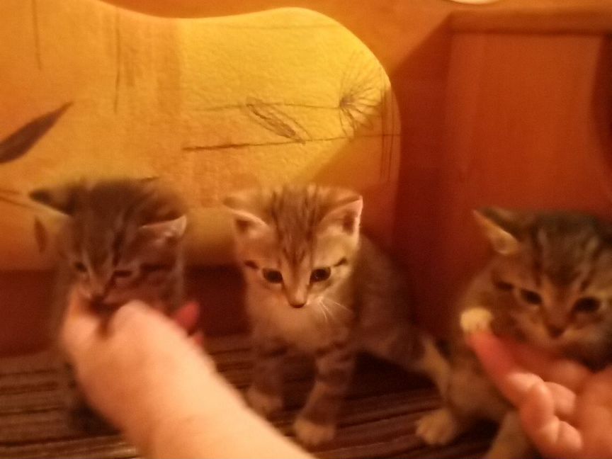 Котята ищут дом