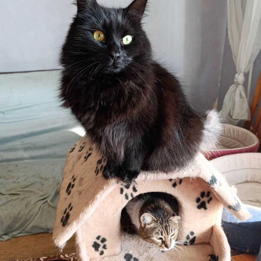 Кошка в добрые руки