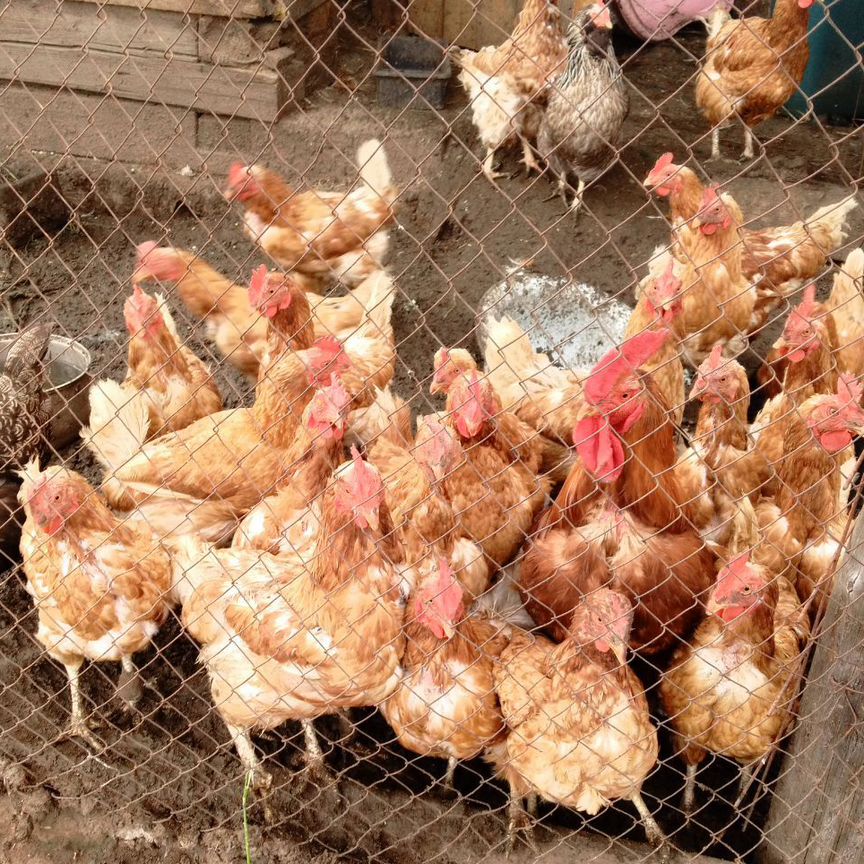 Куры несушки продам, петух в подарок