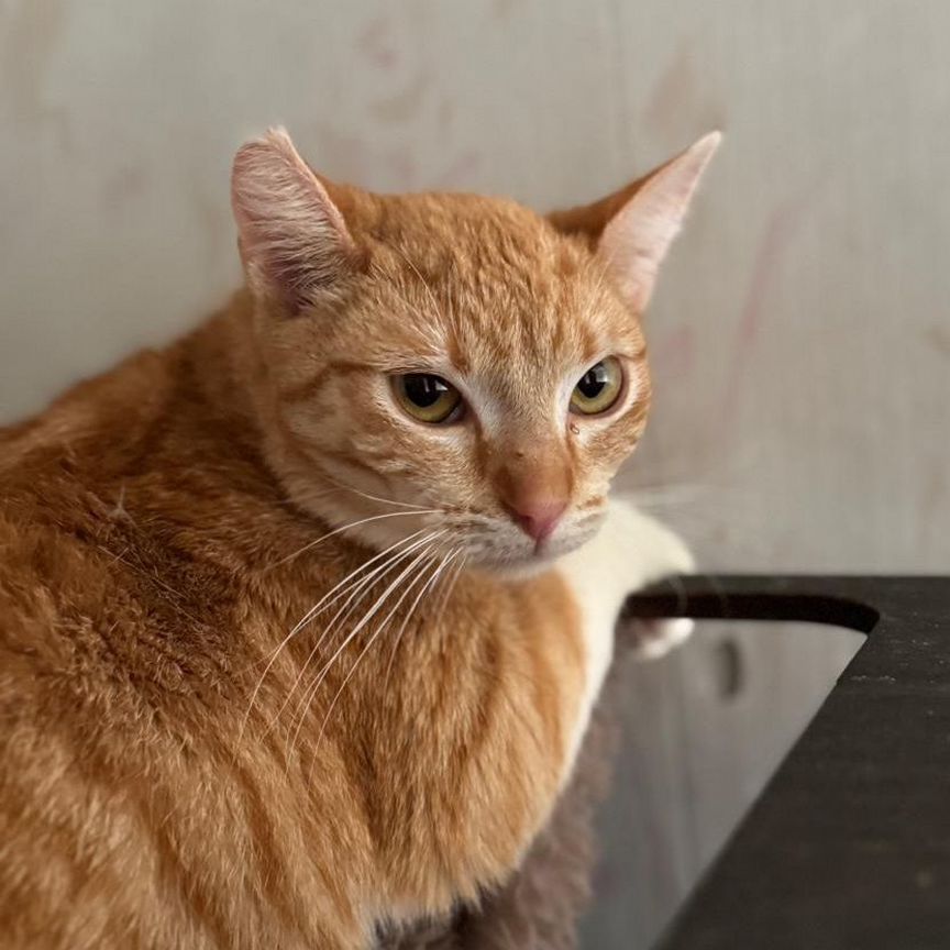 Взрослая кошка в добрые руки