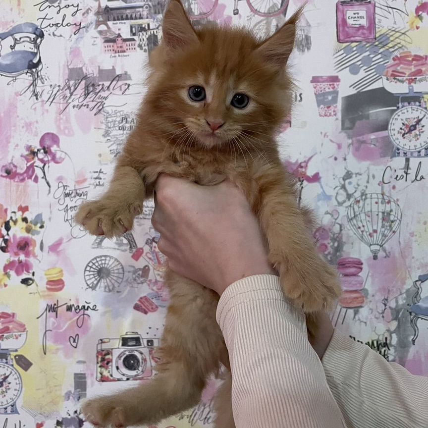 Котята мейн-кун