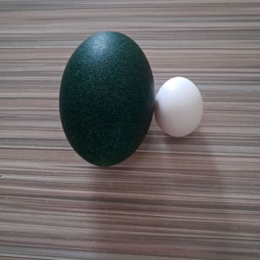 Страусинные яйца